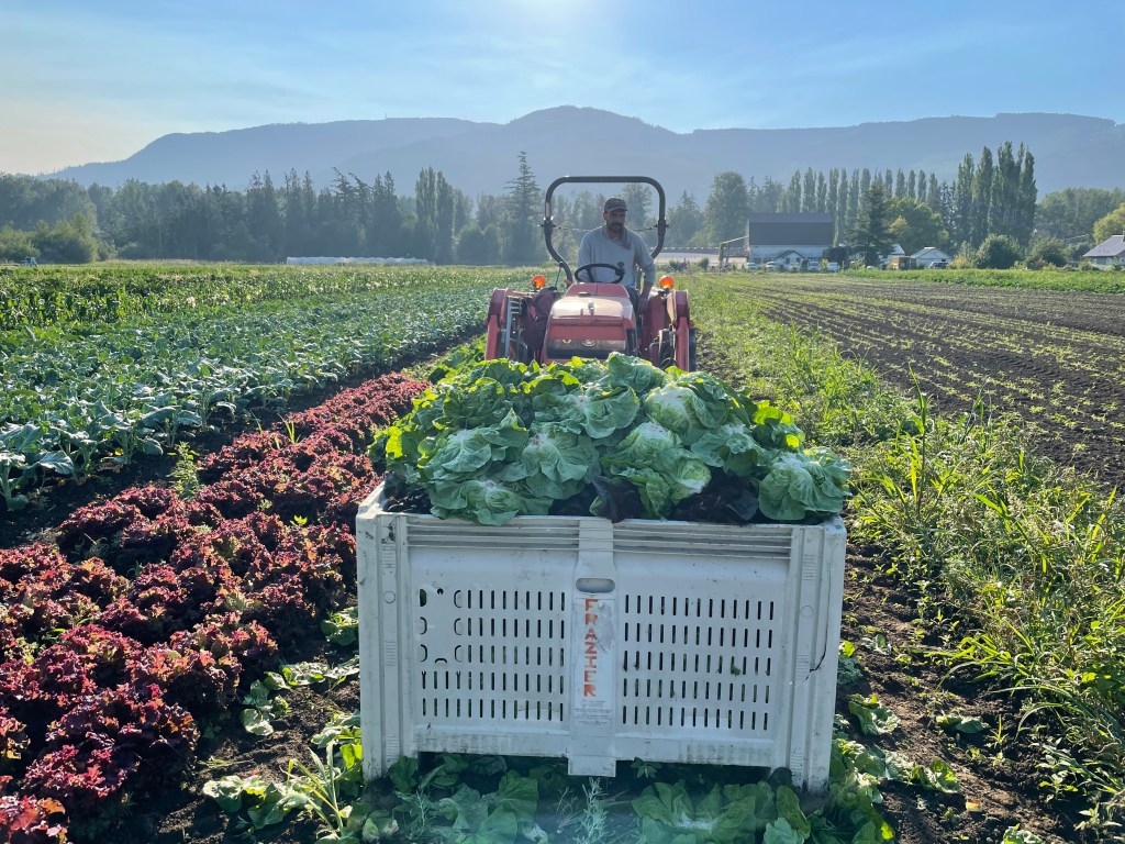 About Our Farm - Spring Time Farm