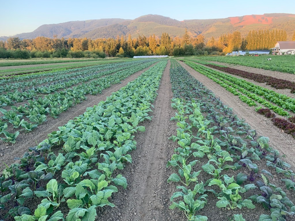 About Our Farm - Spring Time Farm